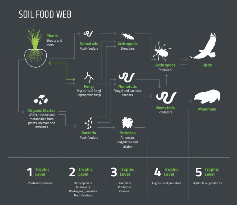 Soil-food-web - EnviroStraw