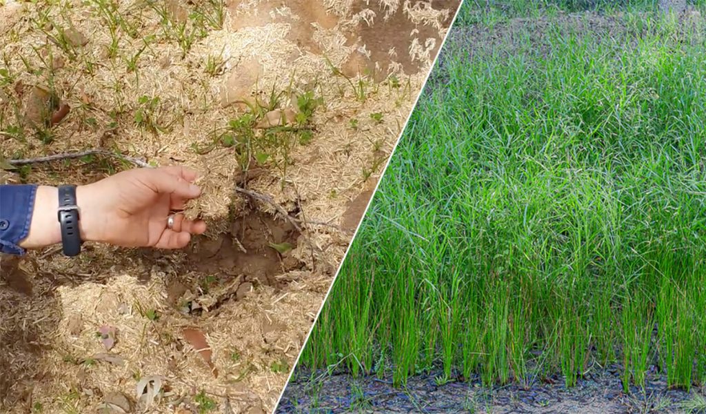 Think straw for superior revegetation results - EnviroStraw