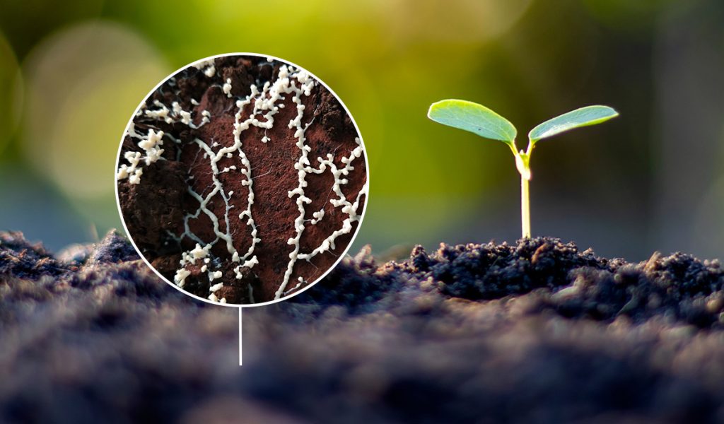 Beyond Seed Strike. How Microbial Programs Forge Sustainable Outcomes