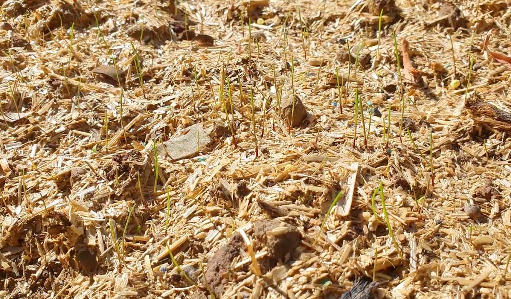 Thermally Processed Straw Hydromulch: EnviroStraw’s Sustainable Edge in ...