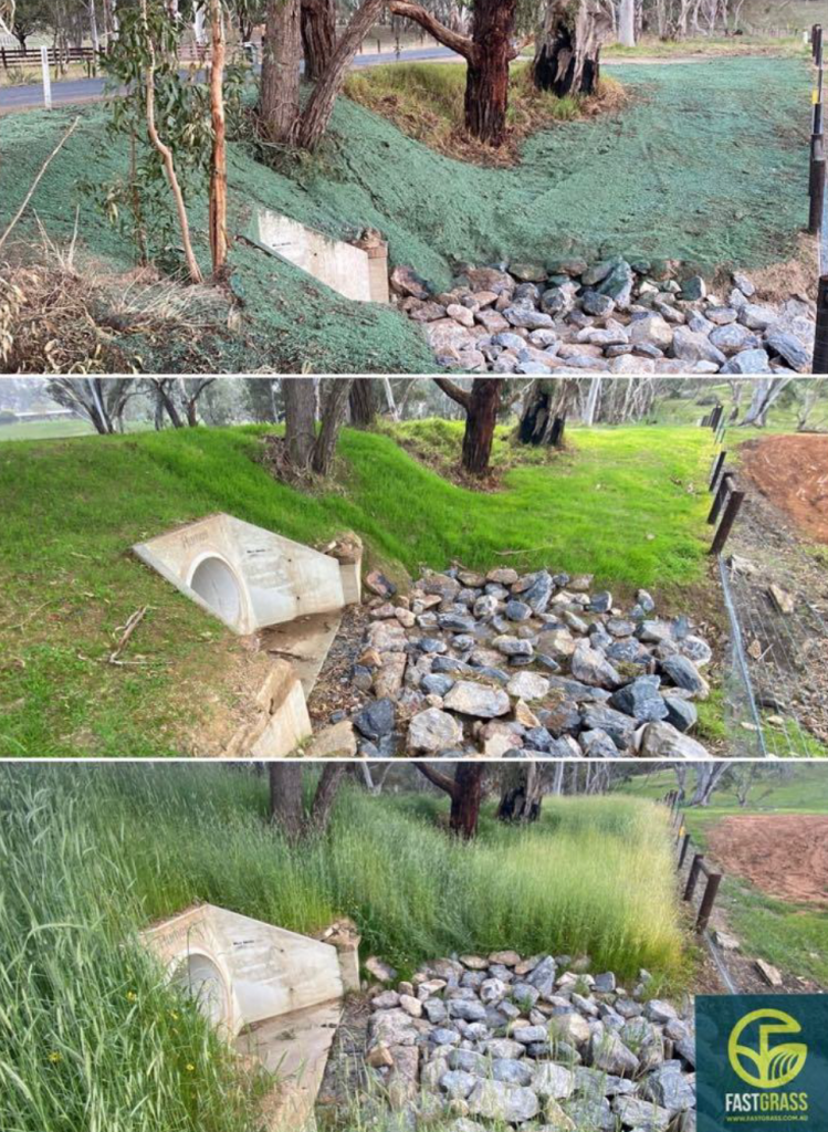 Roadside Revegetation Project